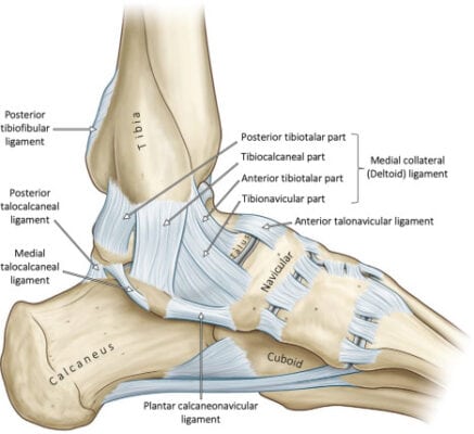Anatomy 101: What is The Anatomy and Function of The Ankle - Made to Move