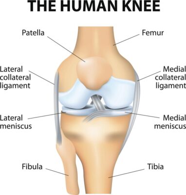 Anatomy 101: What is The Anatomy and Function of The Knee - Made to Move
