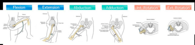 Anatomy 101: What is The Anatomy and Function of The Hip - Made to Move