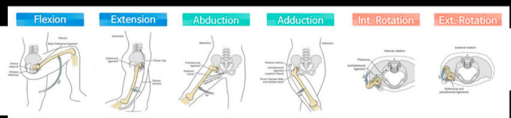 Anatomy 101: What is The Anatomy and Function of The Hip - Made to Move