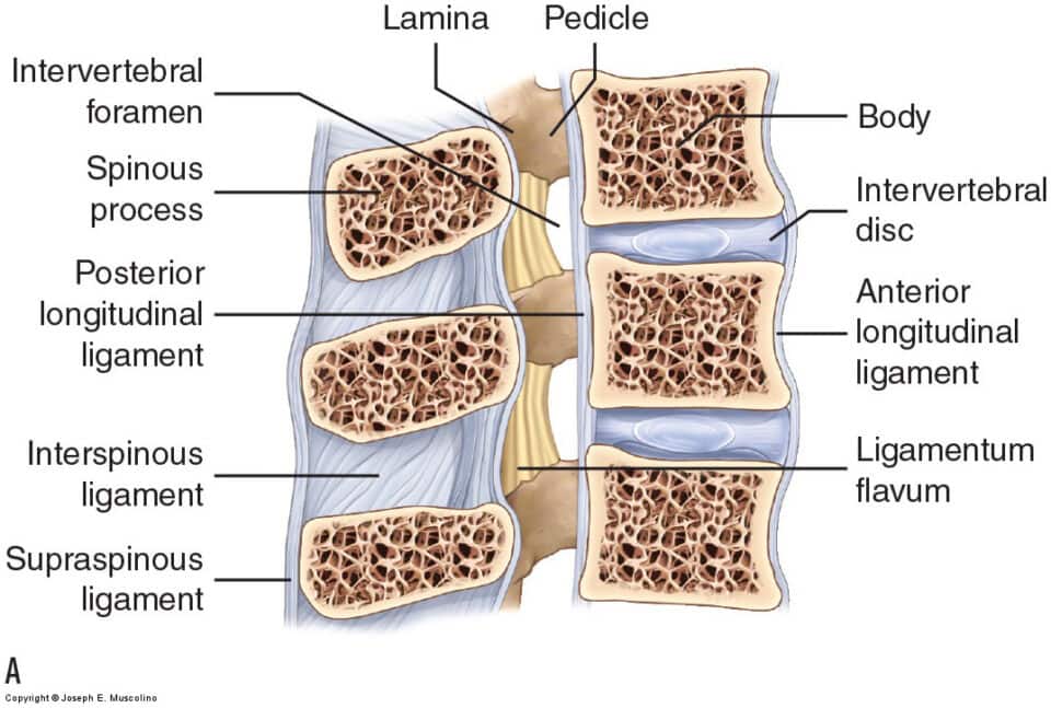 Anatomy 101: What is The Anatomy and Function of Lumbar Joint - Made to ...