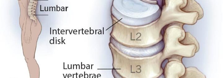 Anatomy 101: What is The Anatomy and Function of Lumbar Joint - Made to ...